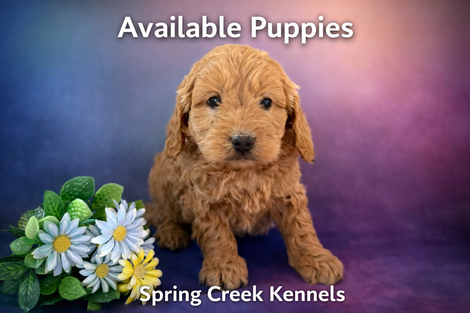Available Puppies - Spring Creek Kennels